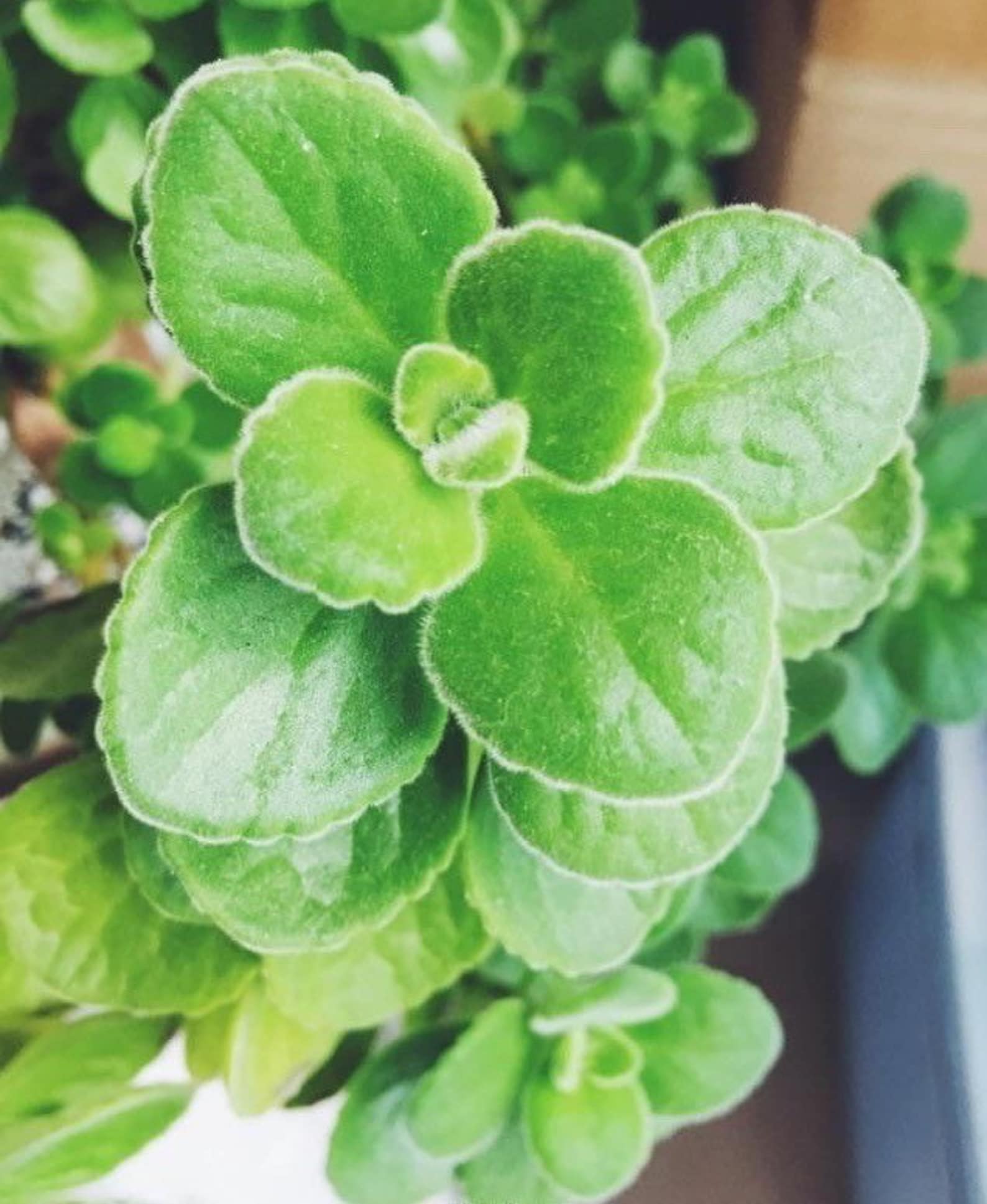 Vicks Plant, Plectranthus Tomentosa, Rare Herb/ Succulent With Pleasant ...