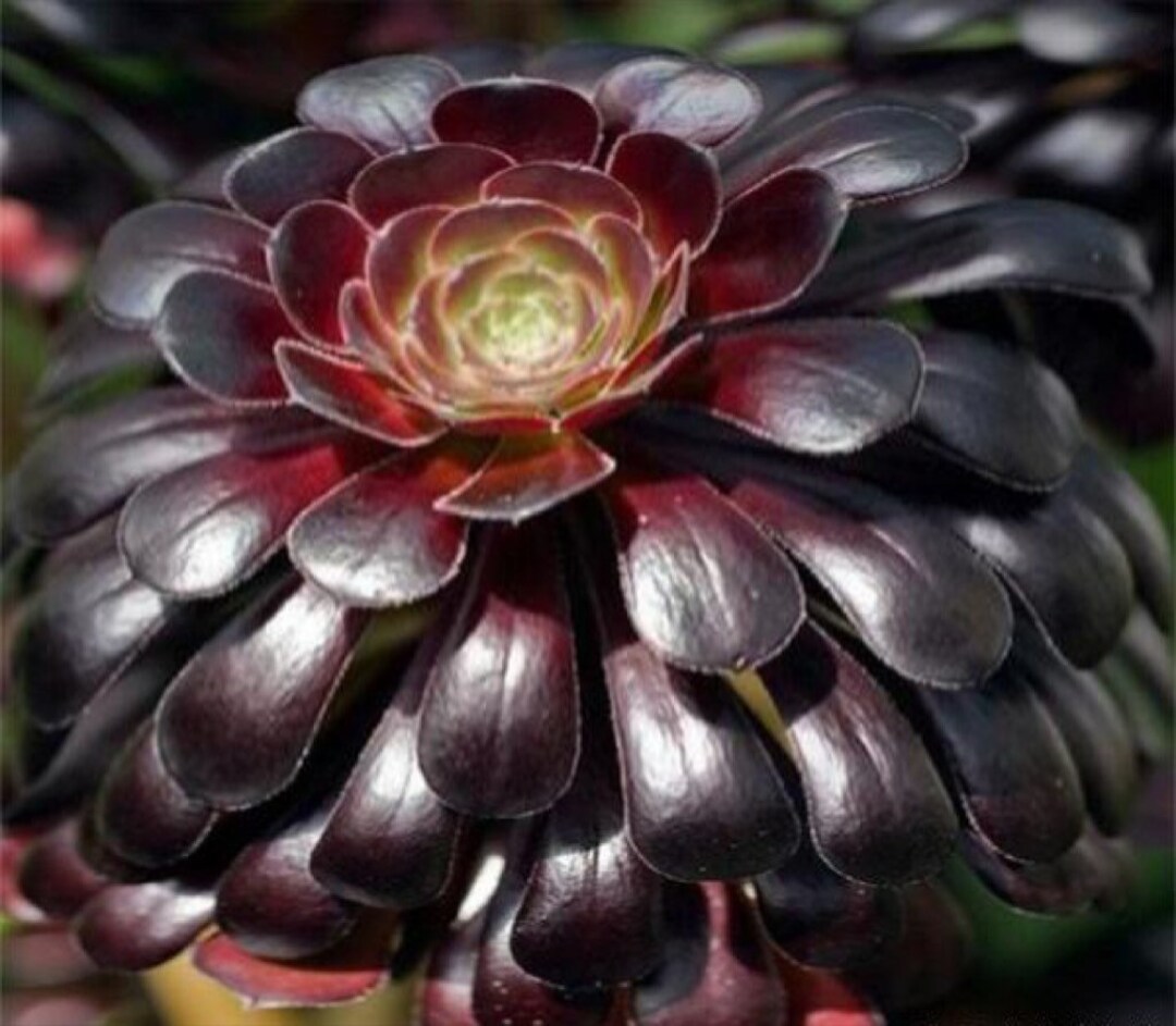 Aeonium Schwarzkopf, the Most Glossy Black Aeonium, Rare and Hardy ...
