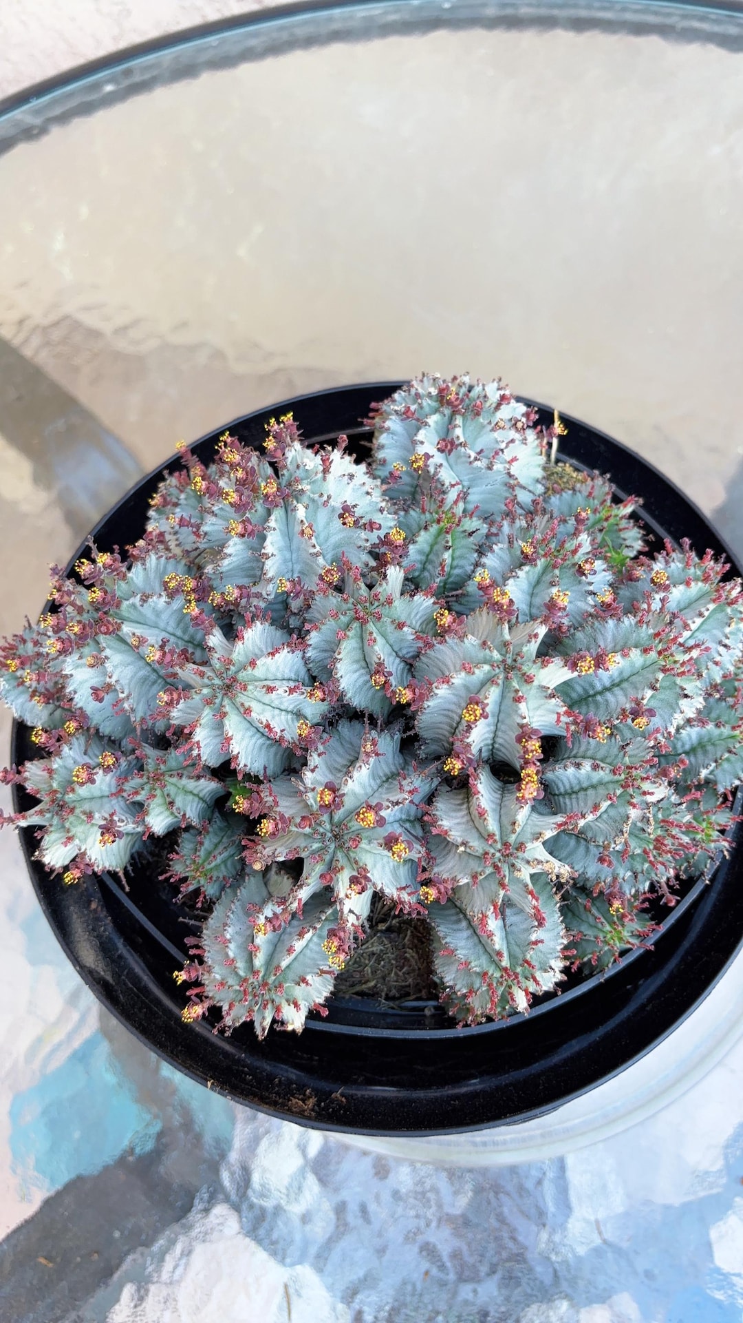 Euphorbia Polygona Snowflake Hybrid , Well Rooted, Large Sizes, Rare ...