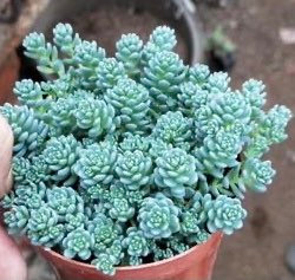 Sedum Dasyphyllum Major Brevifolium Quinquefolium Rare | Etsy