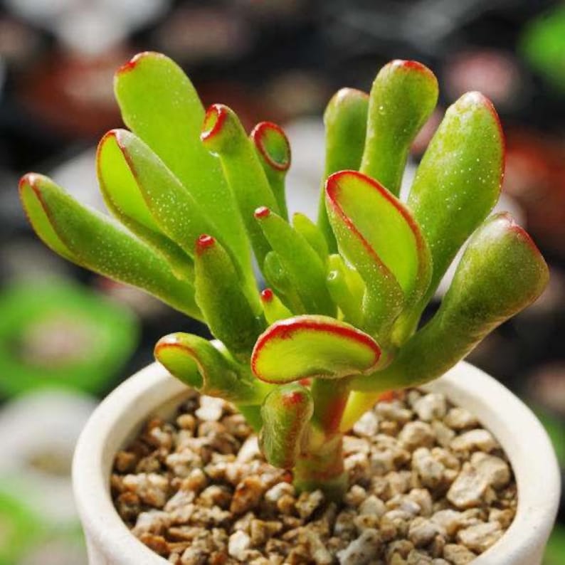 Crassula Ovata-gollum Jade Succulent ogre Ears shrek - Etsy