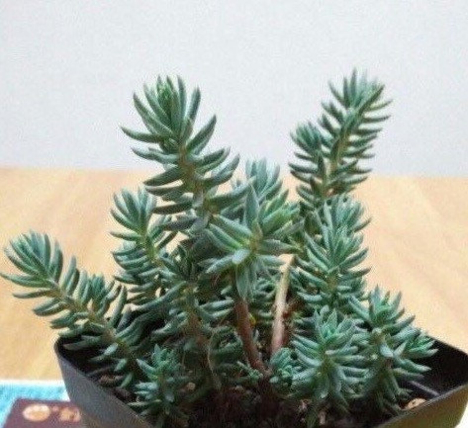 Sedum Reflexum Blue Spruce Stonecrop Limited Evergreen Super - Etsy