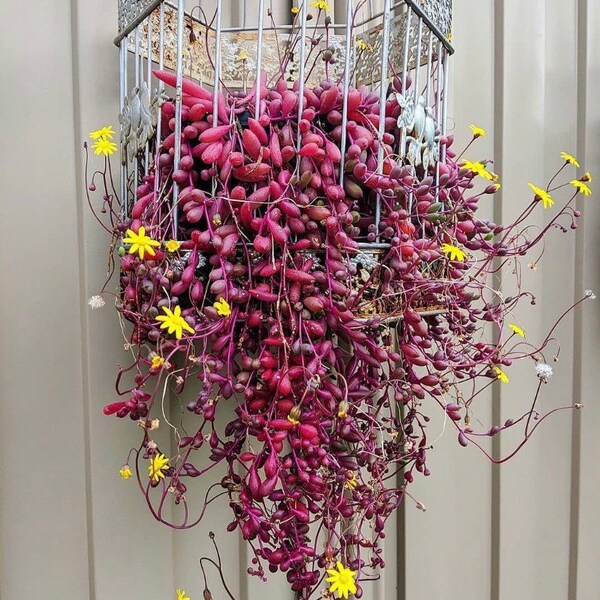 Trailing Succulents - Etsy