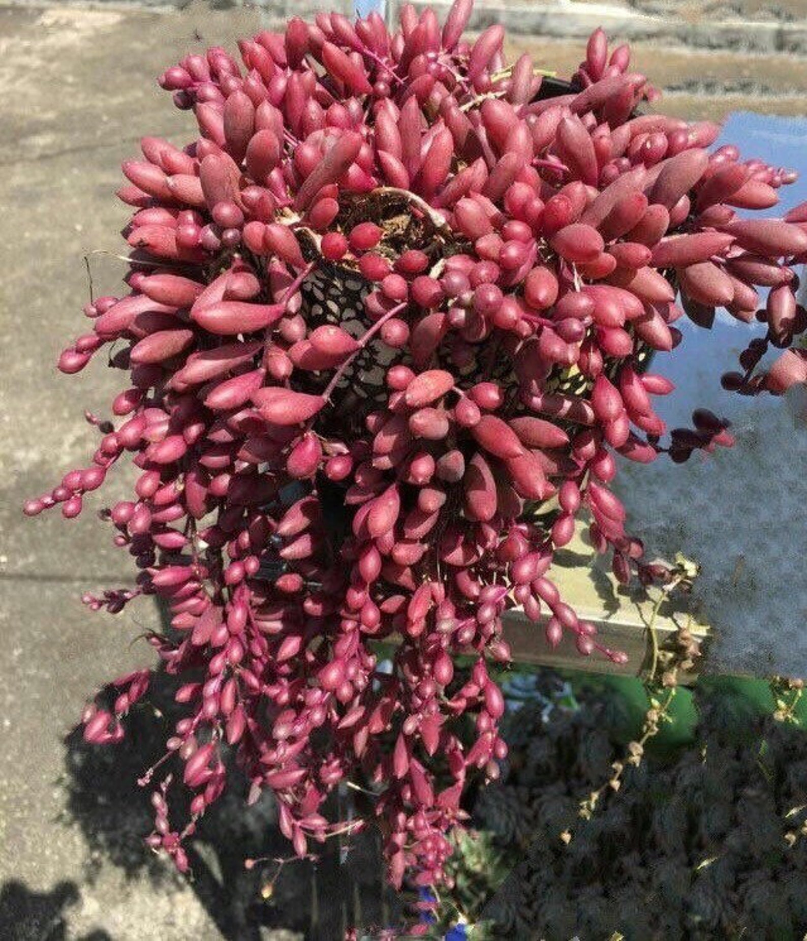 Ruby Necklace Othonna Capensis Colorful Trailing Succulents - Etsy