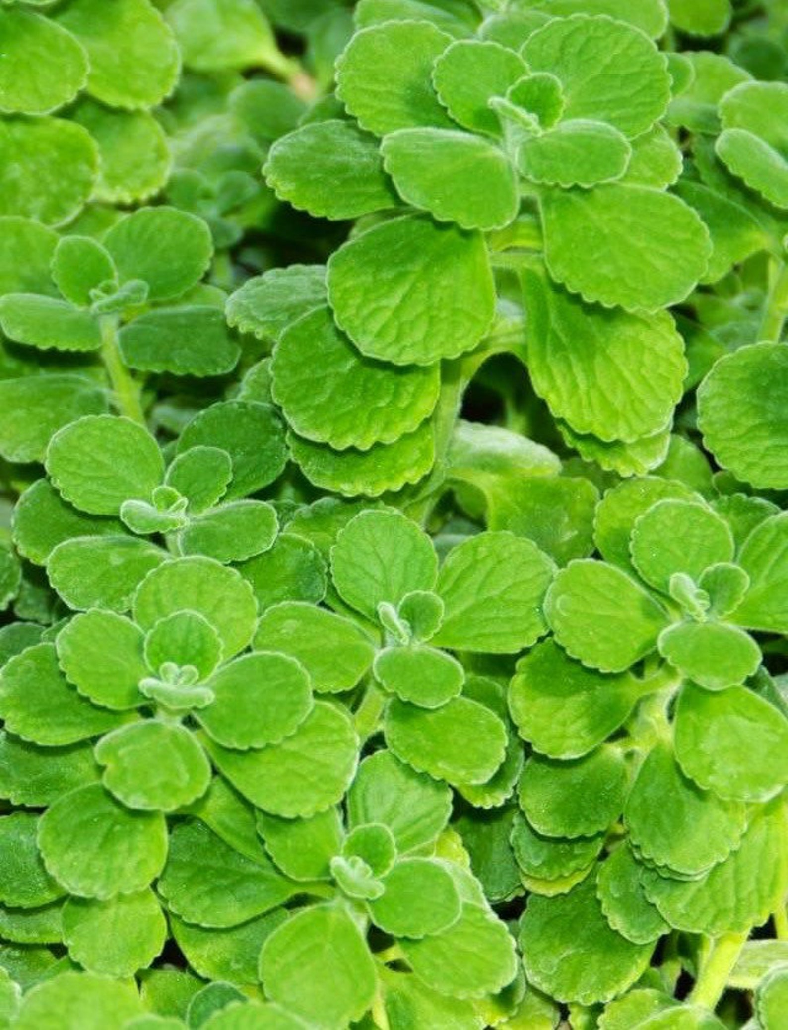 Vicks Plant, Plectranthus Tomentosa, Rare Herb/ Succulent With Pleasant ...