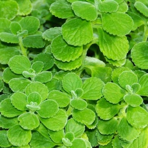 Vicks Plant, Plectranthus Tomentosa, Fragrant Herb Succulent - Etsy