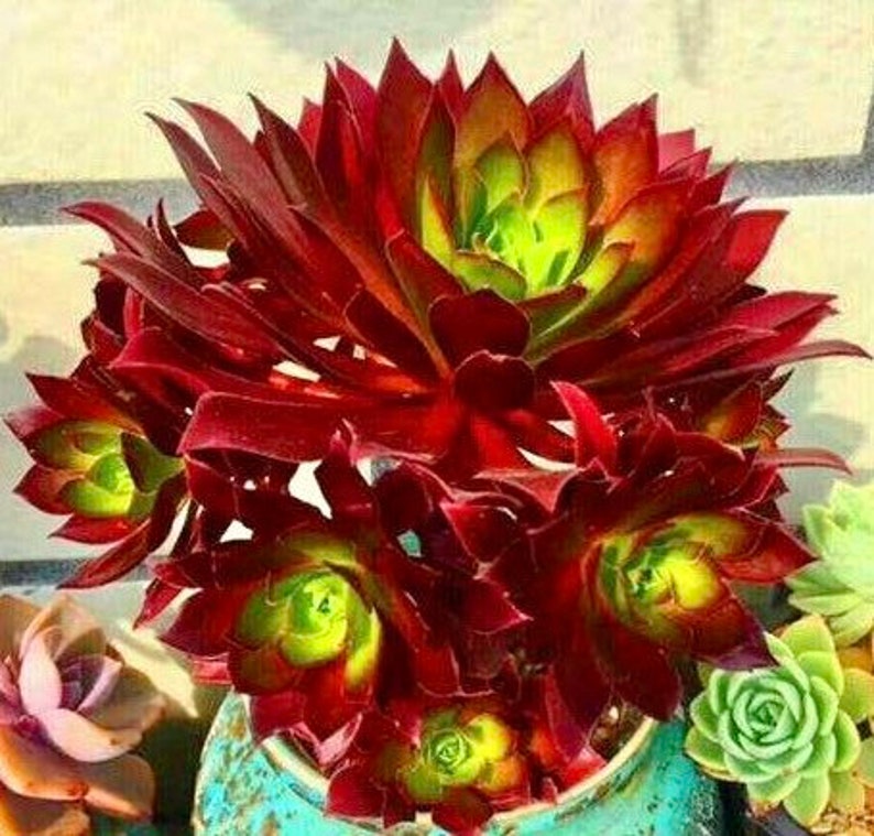 Aeonium Merlot, Rare, New Limited Aeonium Hybrid, Succulents, Easy to ...