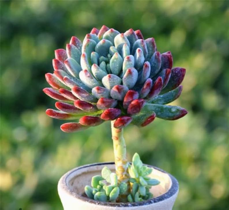 Sedeveria Blue Elf Rare Succulents - Etsy