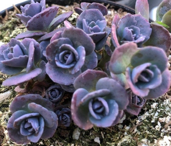 Sedum Red Canyon Rooted Ground Cover Succulents Planter - Etsy