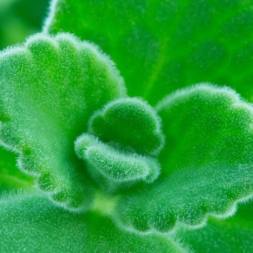 Vicks Plant Plectranthus Tomentosa Rare Herb/ Succulent With - Etsy