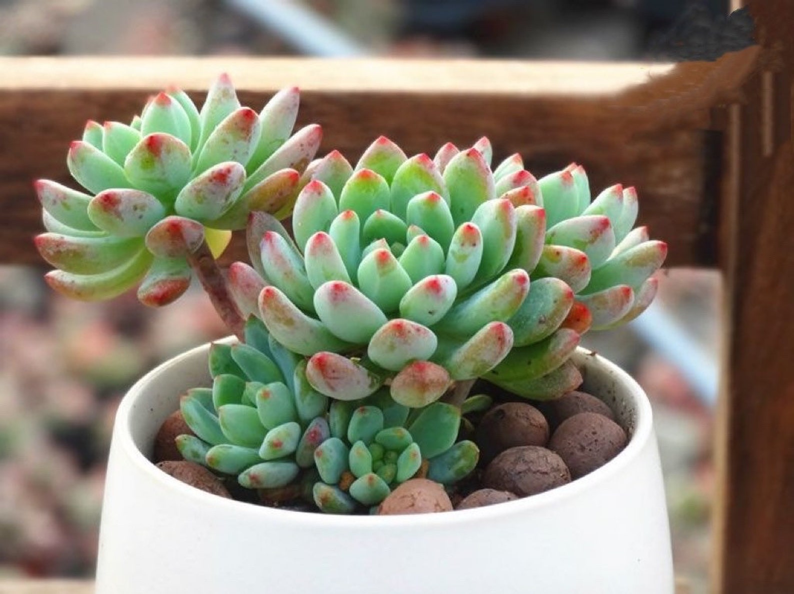 Sedeveria Blue Elf Rare Succulents - Etsy