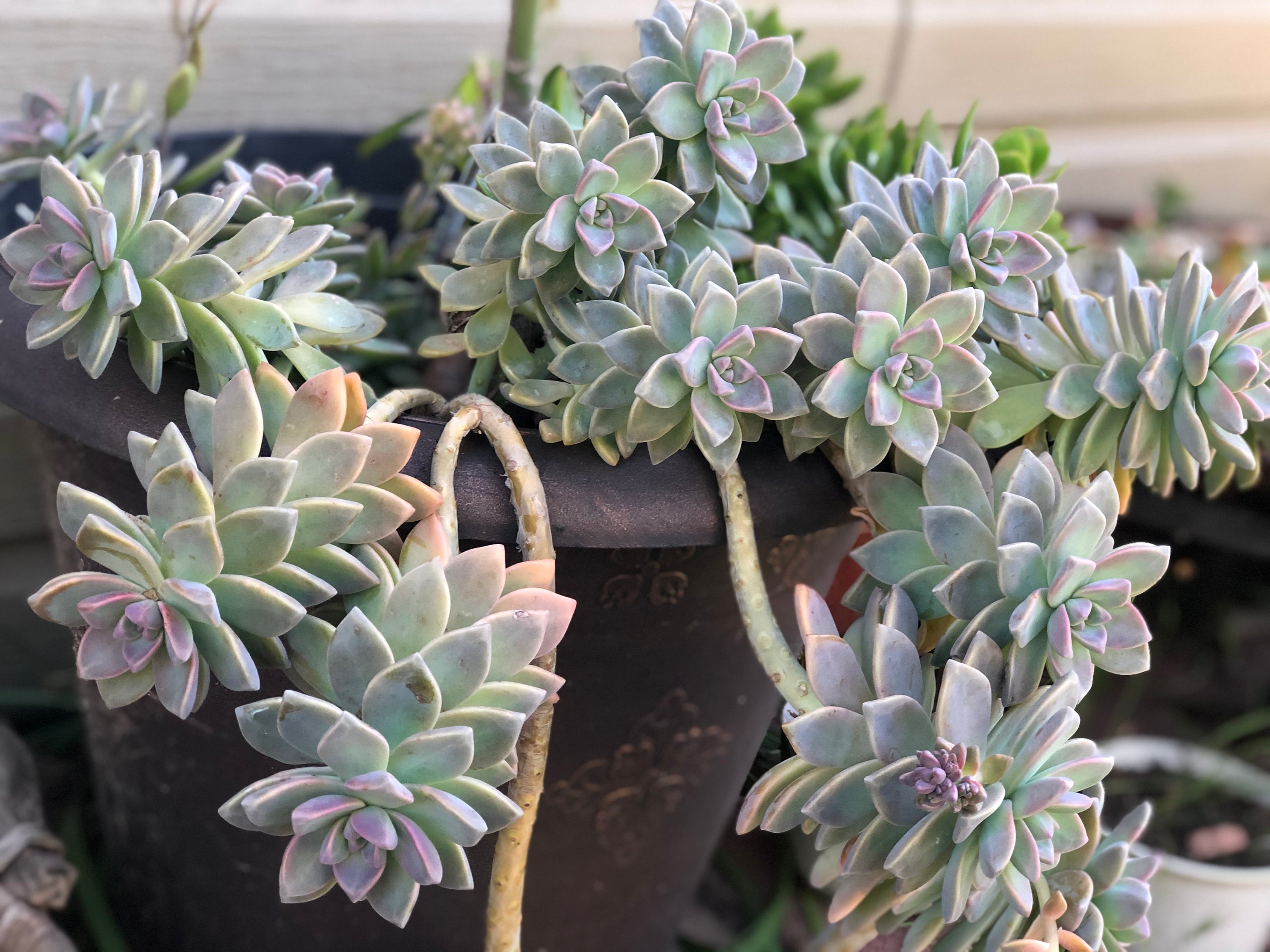 Graptopetalum Paraguayense ghost plant mother of pearl most | Etsy