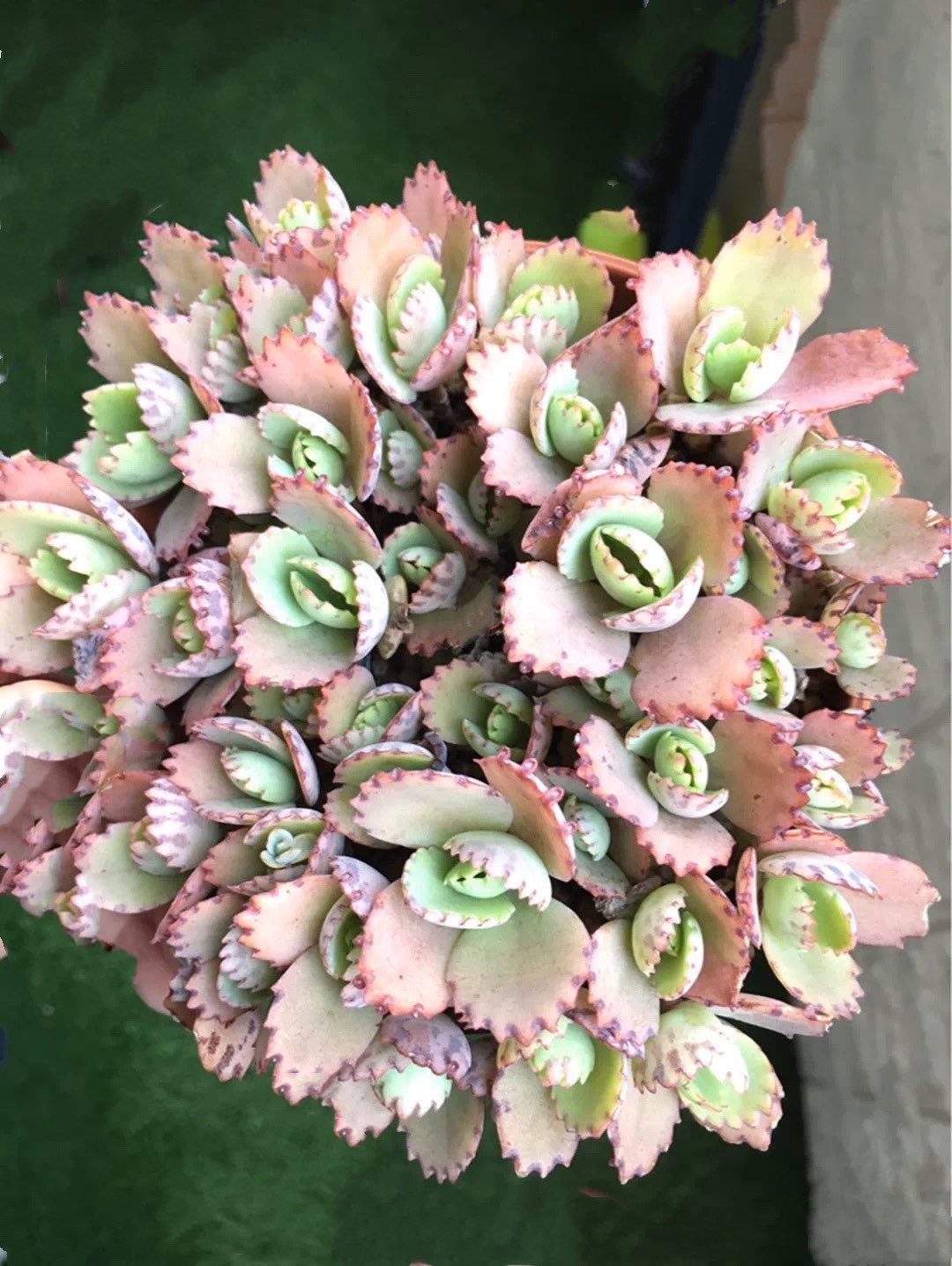 Mother of Millions, Mother of Thousands, Hardy Succulents - Etsy