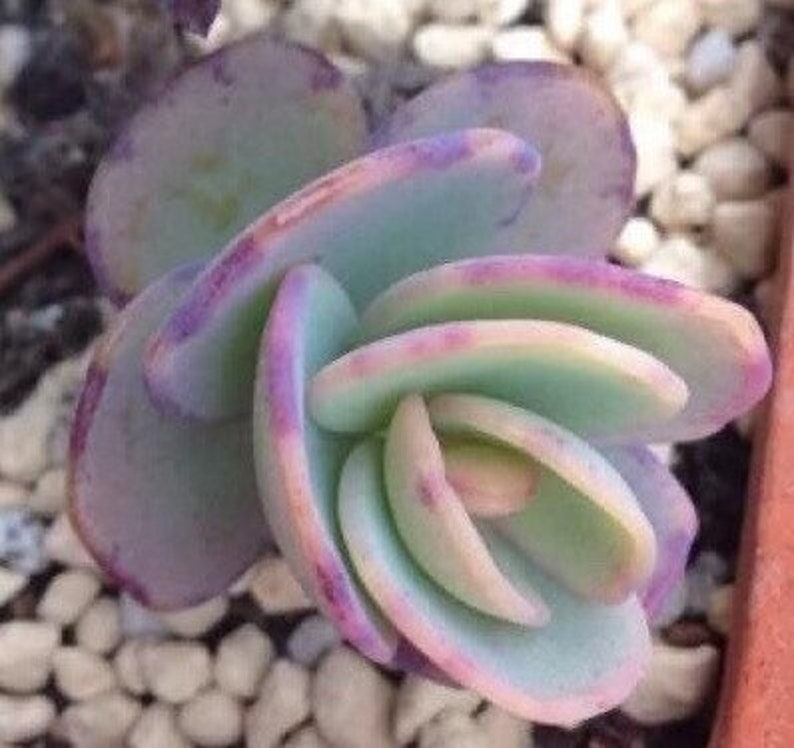 Marnier’s Kalanchoe (kalanchoe Marnieriana), Rare Succulents - Etsy