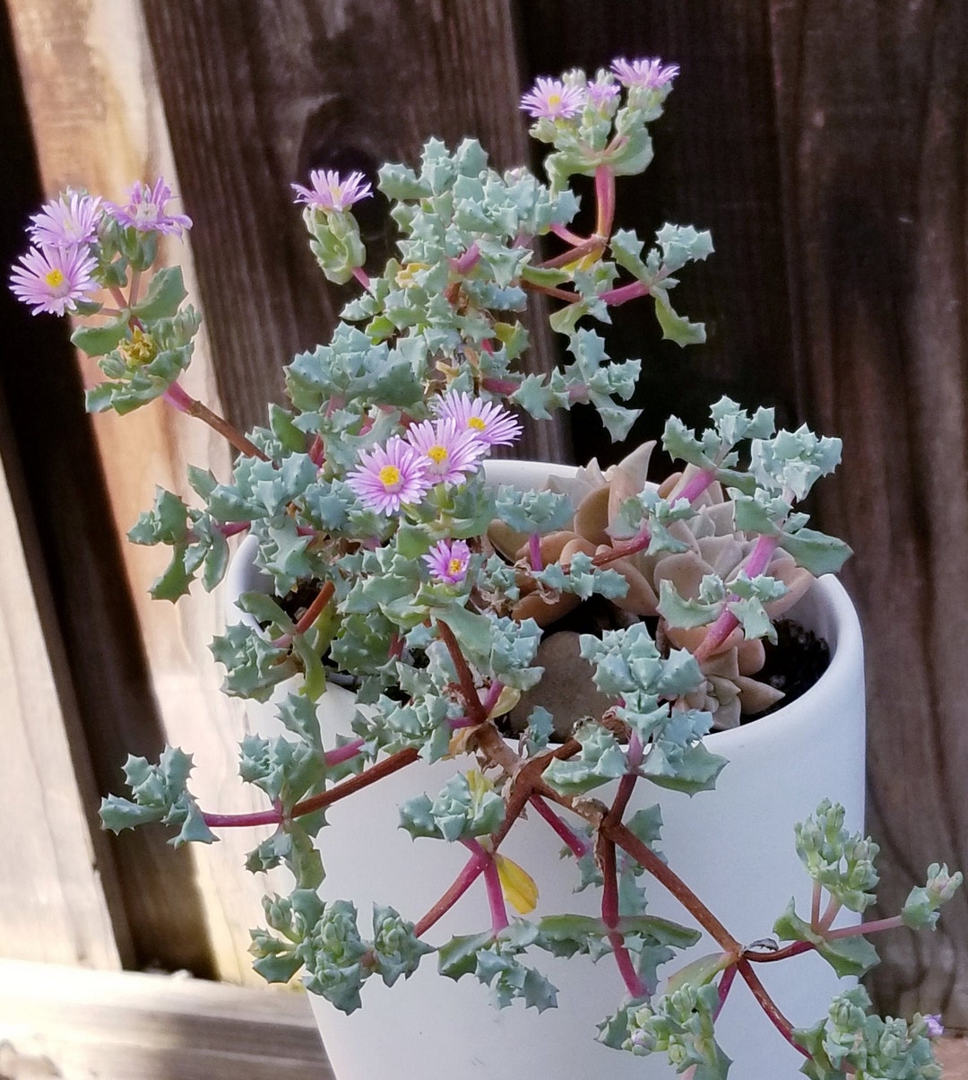 Sandstone Vygie Pink Oscularia Deltoides, RARE Hardy Succulents With ...