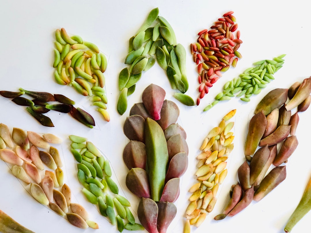 Calloused/sprouted Assorted Succulent Leaves, Multiple Varieties, Easy ...