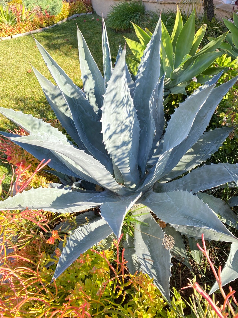 Agave Americana Common Names Century Plant Bare Rooted | Etsy