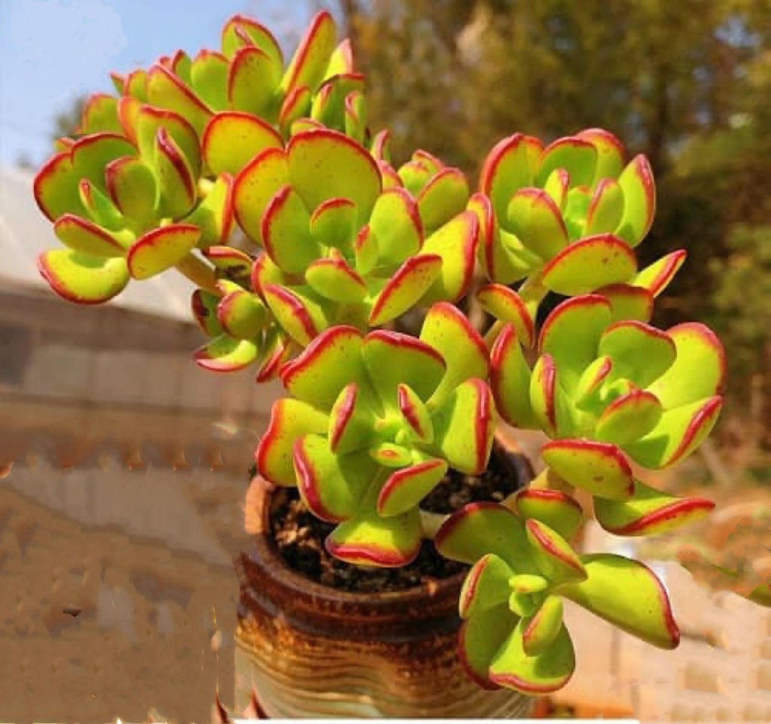 Sedum Dendroideum Tree Stonecrop Rare Succulents With | Etsy