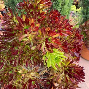Aeonium Sunset, Rare Limited Hybrid Variegated Aeonium Succulents, Easy ...