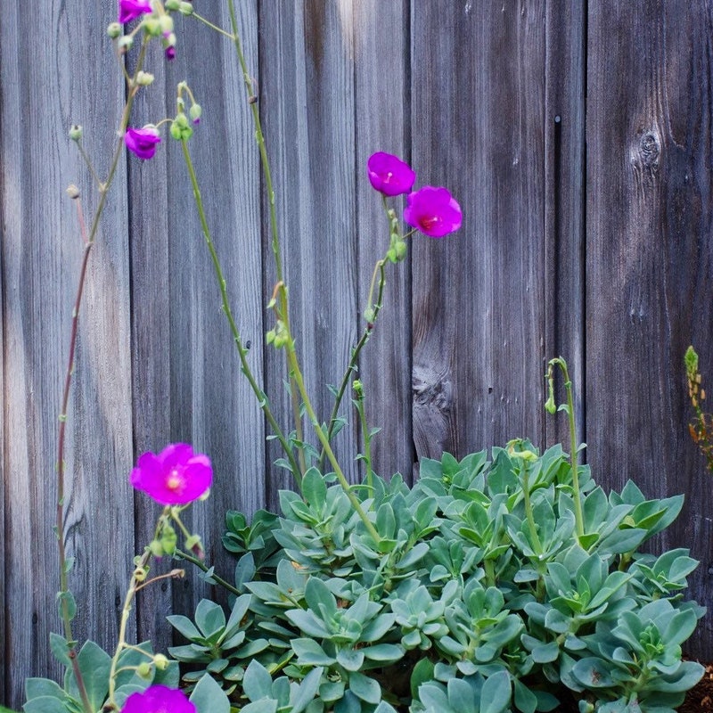 Ground Cover Rose - Etsy