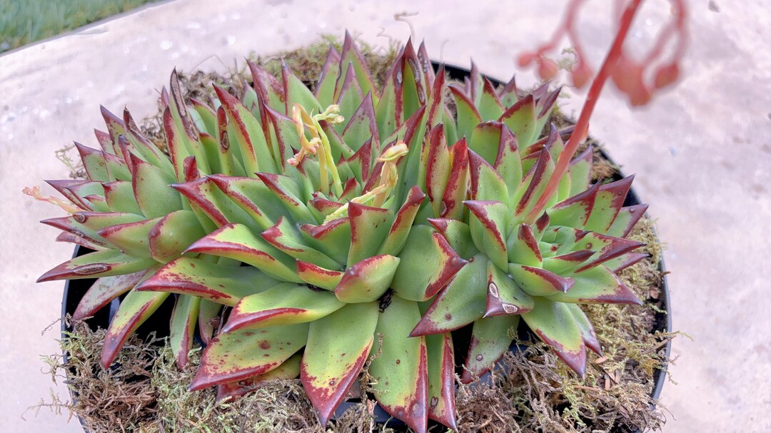 Echeveria Agavoides Lipstick, Rare Succulent, Limited Variety From Few ...