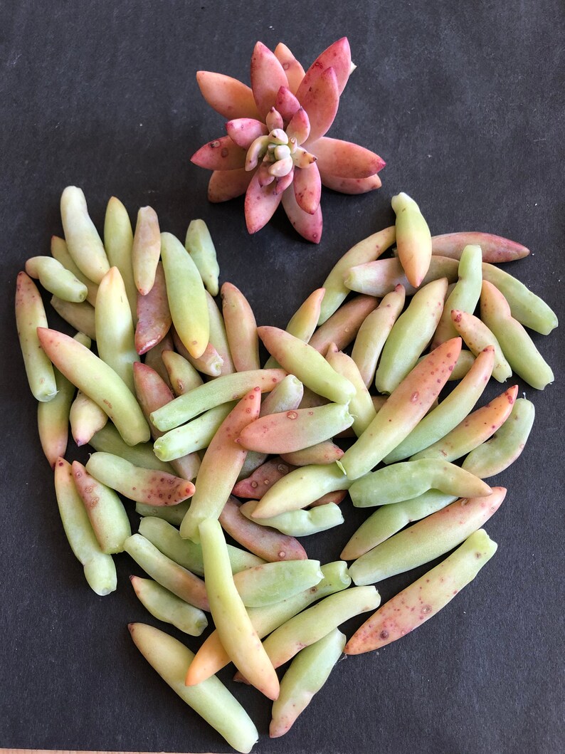 Calloused/sprouted Assorted Succulent Leaves Multiple - Etsy