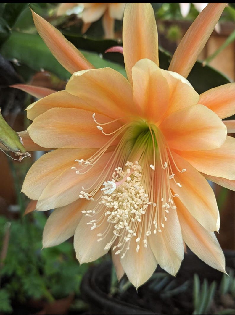 Epiphyllum Orchid Cactus, Rooted Plants or Stem Cuttings, Mixed Colors ...