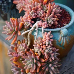 Graptosedum “francesco Baldi”, Darley Sunshine, Hardy Succulents ...
