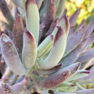 Cotyledon Orbiculata, White Sprite, Rare Succulent, White Powdered - Etsy