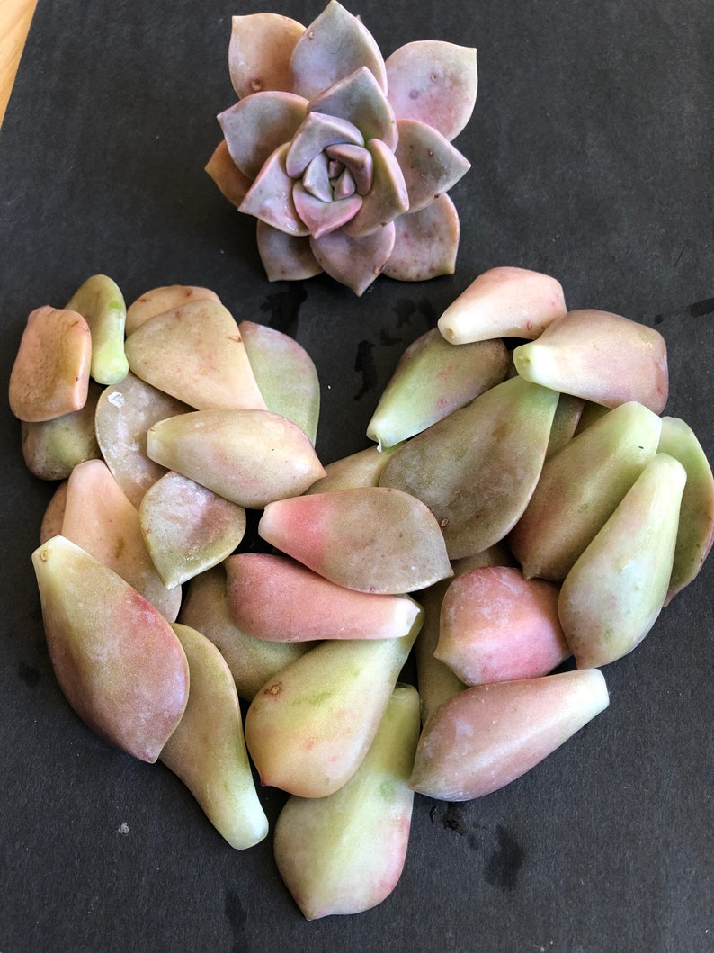 Calloused/sprouted Assorted Succulent Leaves Multiple - Etsy