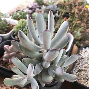Cotyledon Orbiculata, White Sprite, Rare Succulent, White Powdered - Etsy