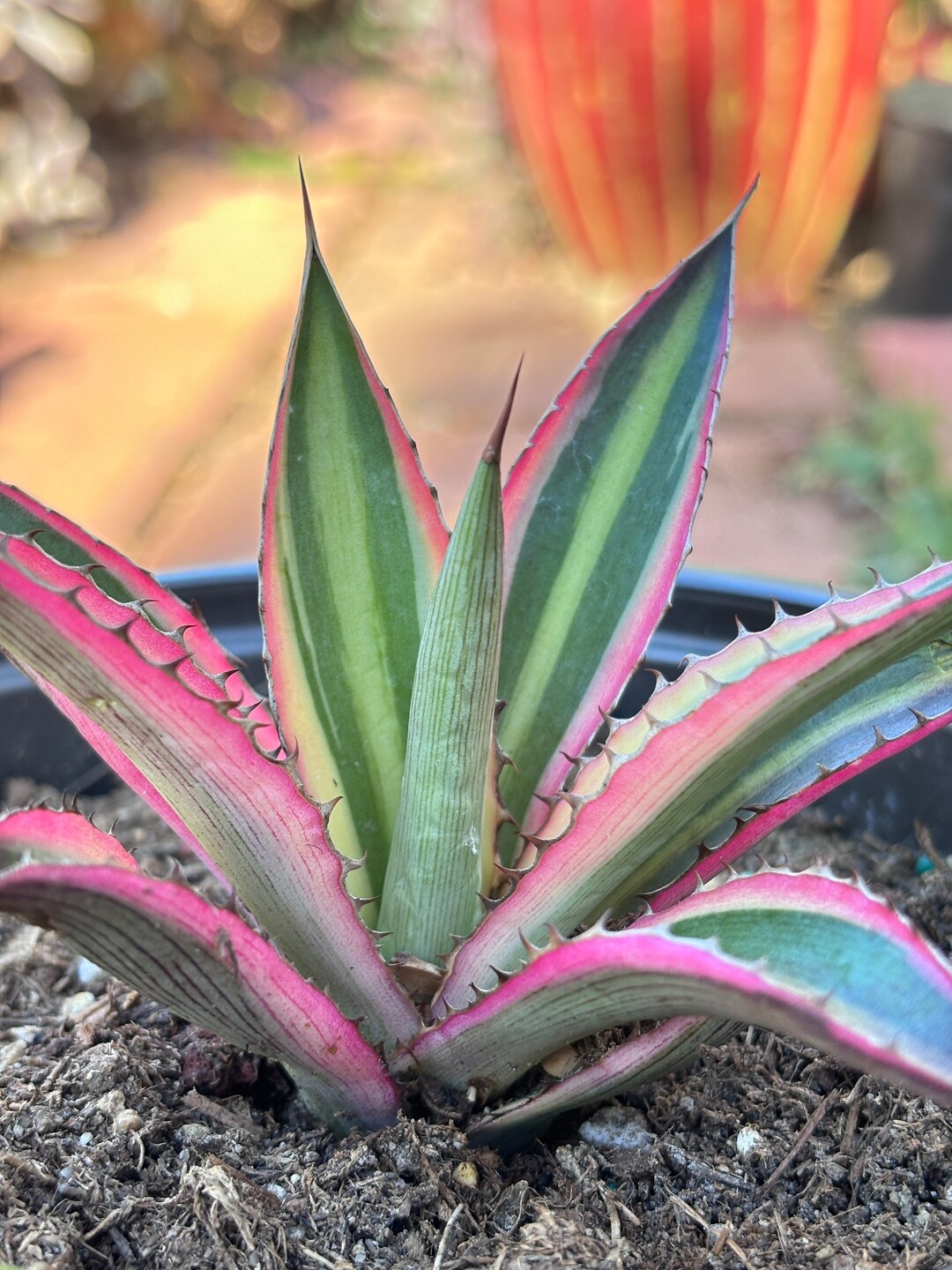 Quadricolor Agave Bare Rooted Super Drought Tolerant - Etsy