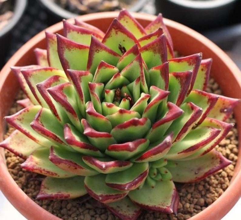 Echeveria Agavoides Lipstick, Rare Succulent, Limited Variety From Few ...