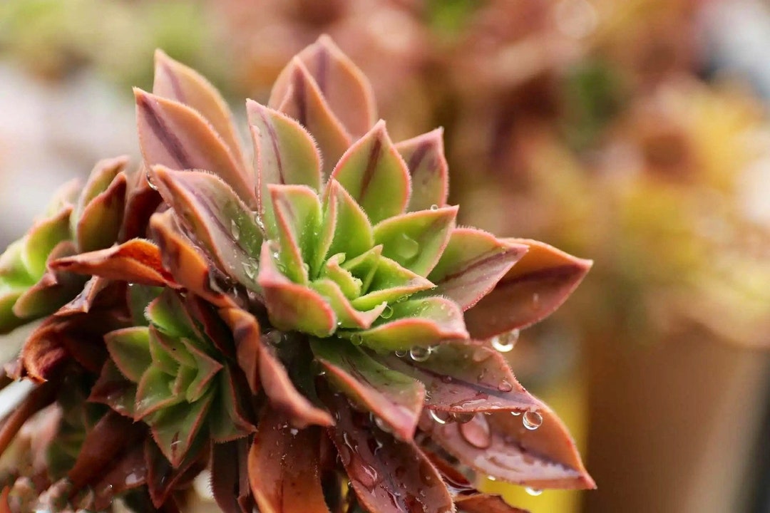 Aeonium Leucoblepharum, Limited Rare Hardy Succulent - Etsy