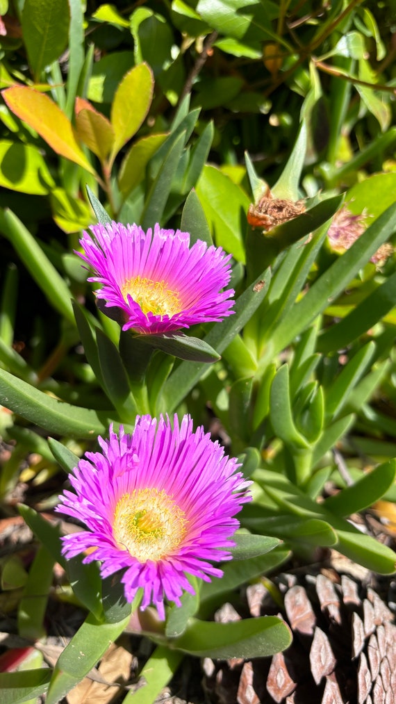Succulent Ice Plant Flower