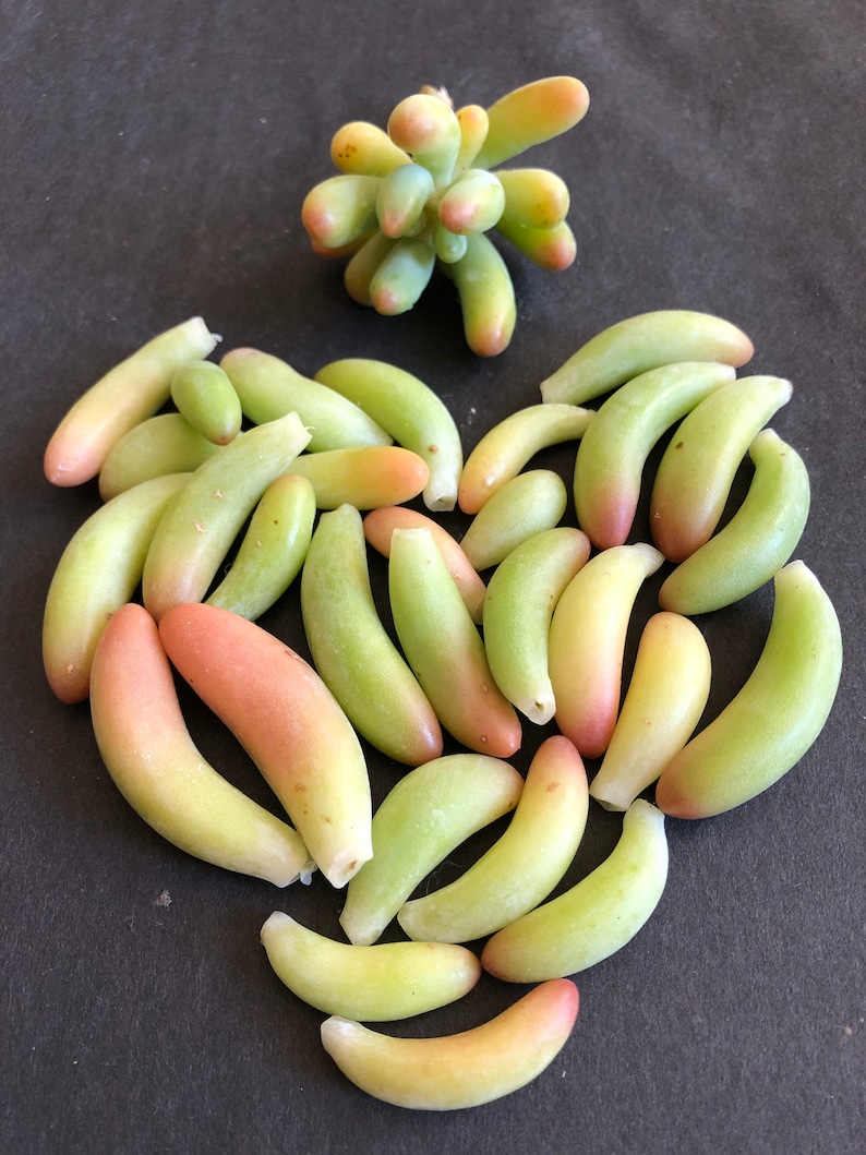 Calloused/sprouted Assorted Succulent Leaves Multiple - Etsy