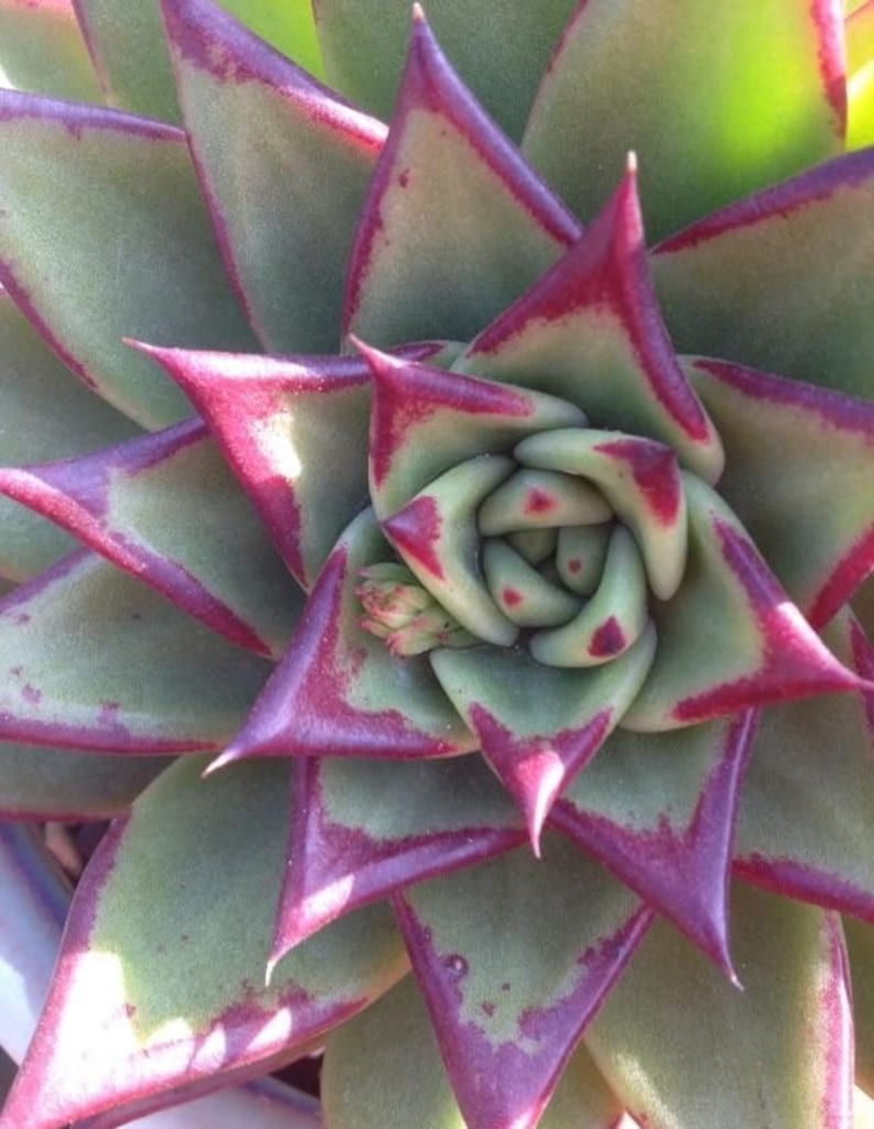Echeveria Agavoides Lipstick, Rare Succulent, Limited Variety From Few ...