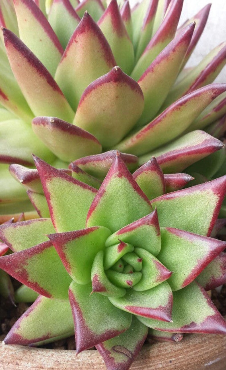 Echeveria Agavoides Lipstick, Rare Succulent, Limited Variety From Few ...