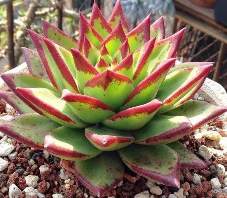 Echeveria Agavoides Lipstick, Rare Succulent, Limited Variety From Few ...