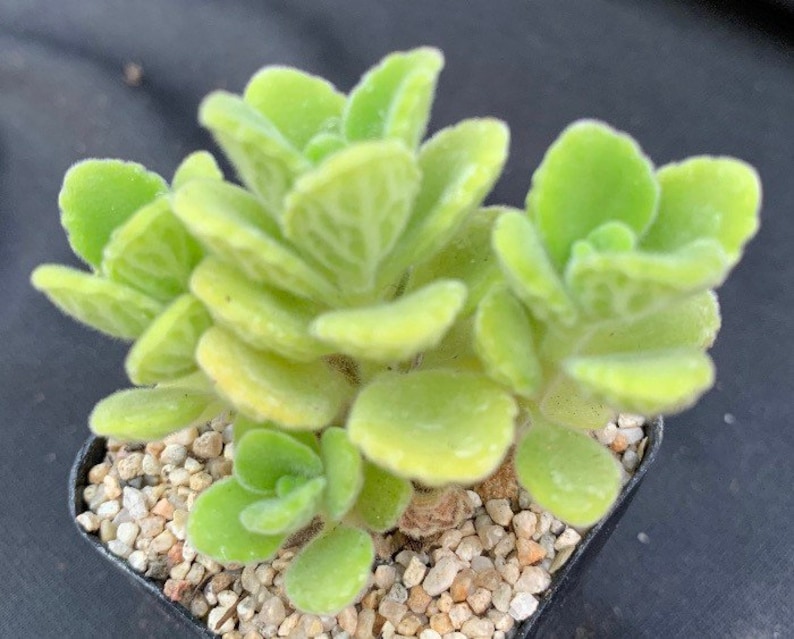 Vicks Plant, Plectranthus Tomentosa, Rare Herb/ Succulent With Pleasant ...