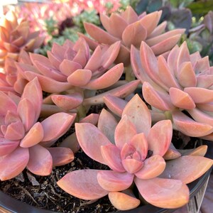California Sunset, Sedum Sunset, Hardy Succulents - Etsy
