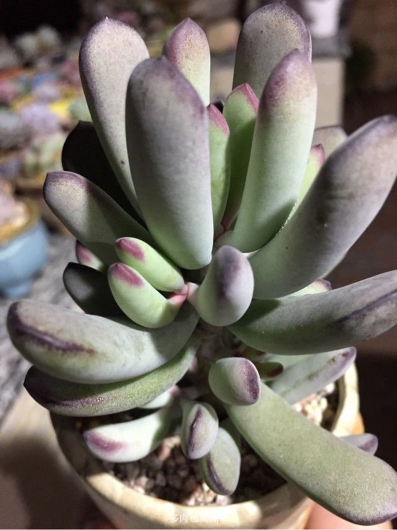Cotyledon Orbiculata White Sprite Rare Succulent White - Etsy
