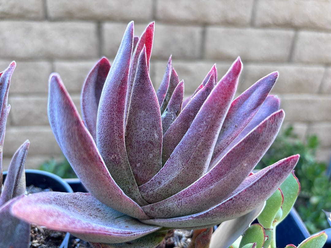 Crassula, Alba Garnet Lotus, Very Rare Succulent Species, Heat and ...
