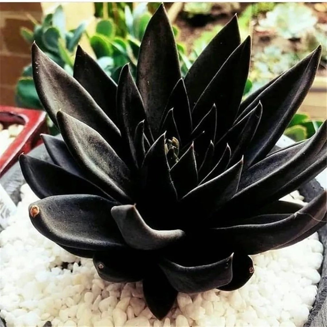 Echeveria affins' Black Knight Very Rare Black - Etsy