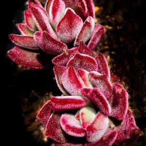 Echeveria Pulvinata Red ‘devotion’, Rare Succulent, Velvet Burgundy ...
