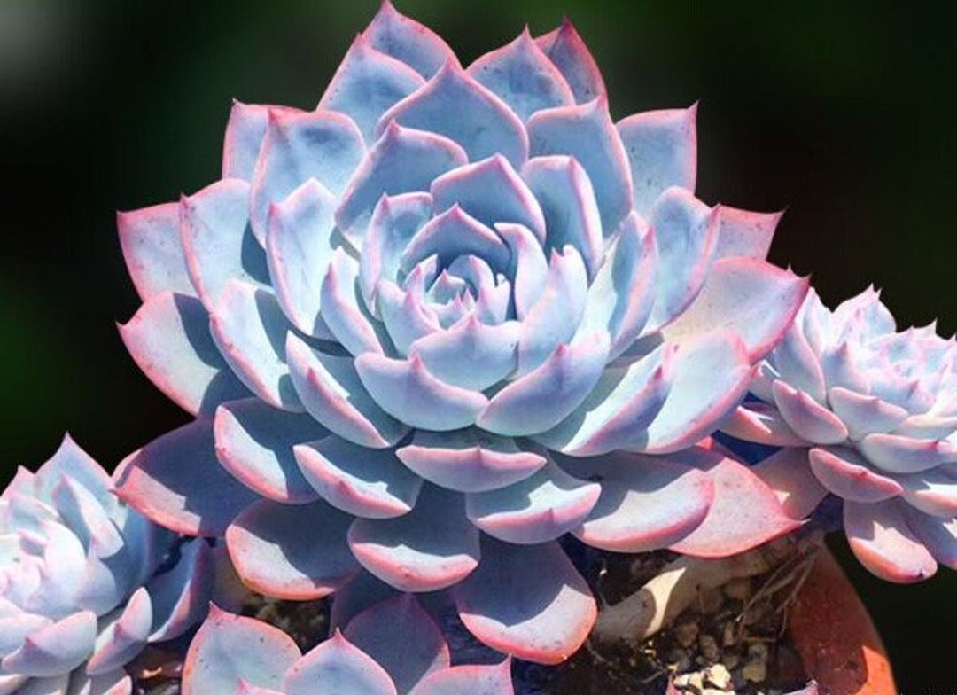 Blue Bird Rare Succulents Well Rooted Plants in 4 Pot - Etsy