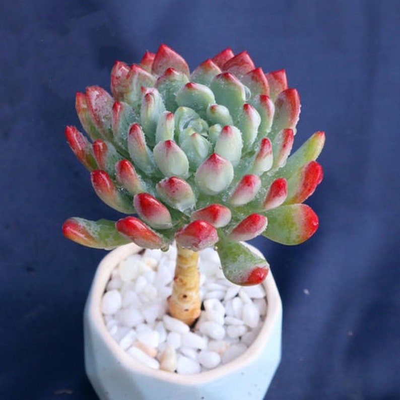 Sedeveria Blue Elf Rare Succulents - Etsy