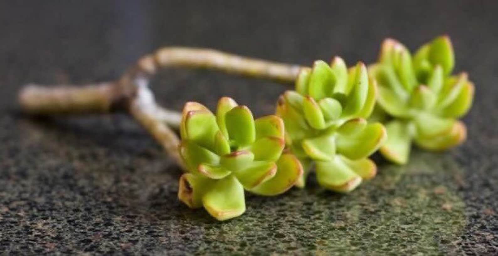 Sedum Dendroideum Tree Stonecrop Rare Succulents With | Etsy