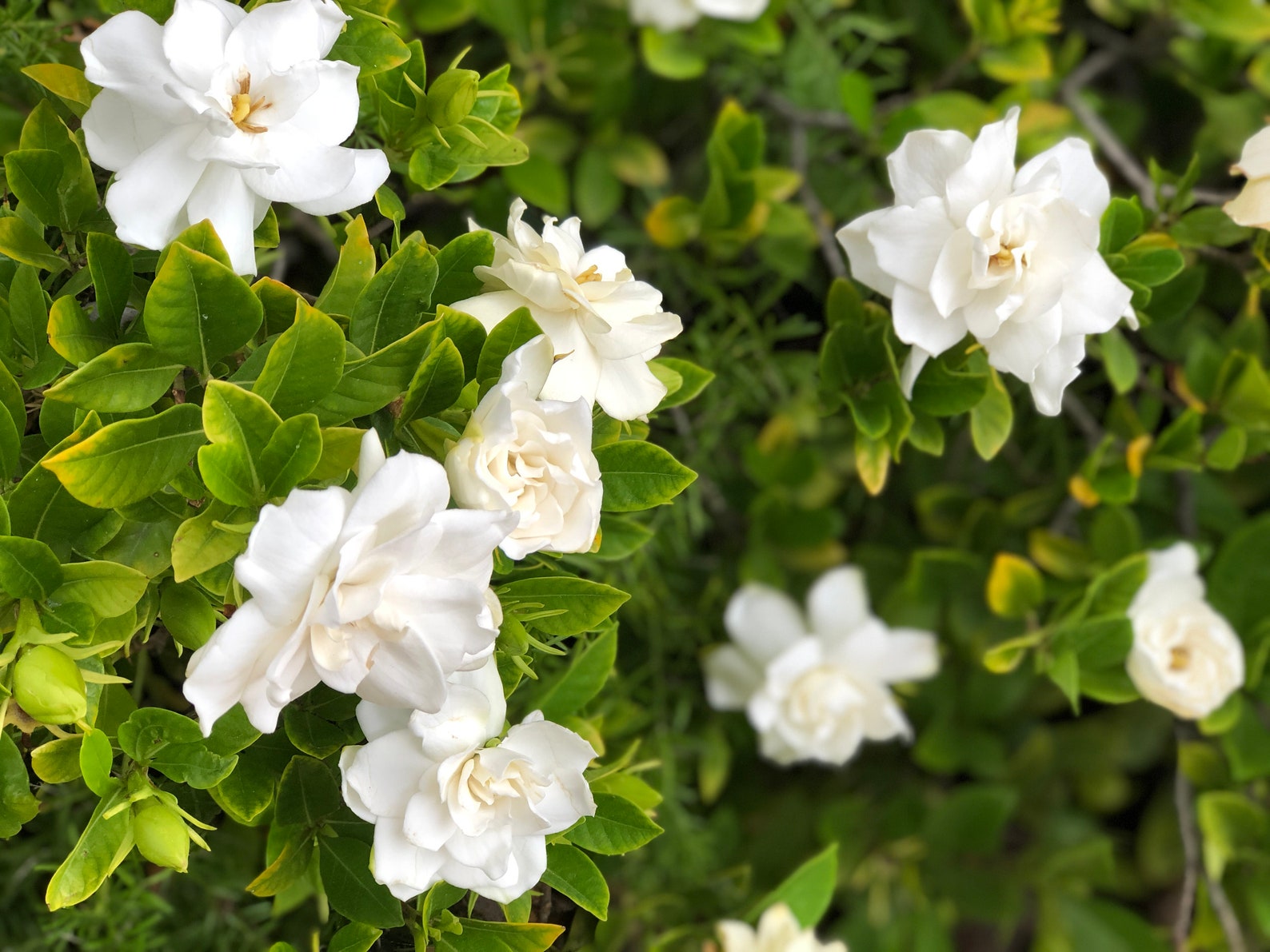 15 Sterilized Fragrant Gardenia Cuttings, Easy to Propagate, No Roots ...