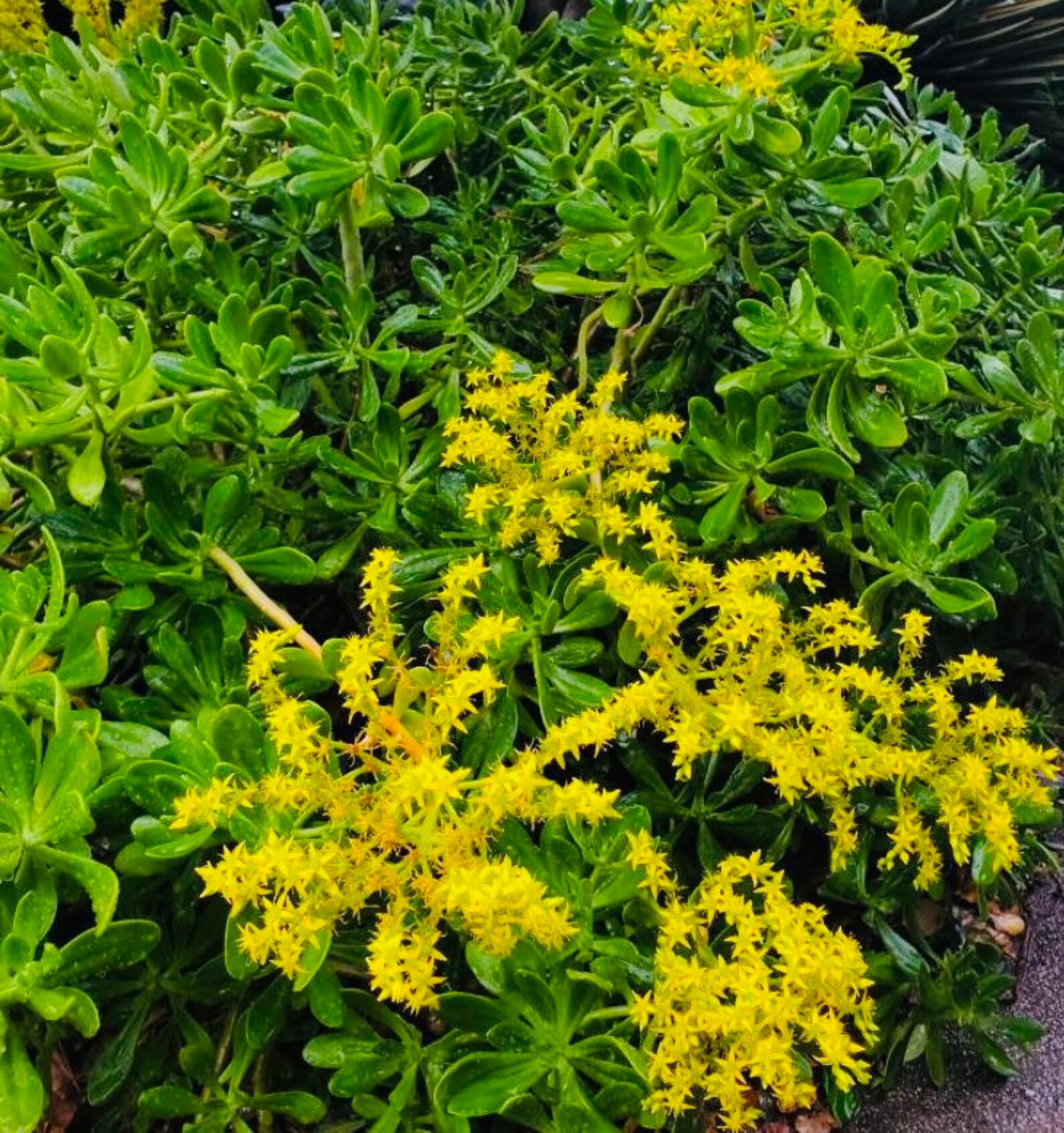 Sedum Dendroideum Tree Stonecrop Rare Succulents With | Etsy